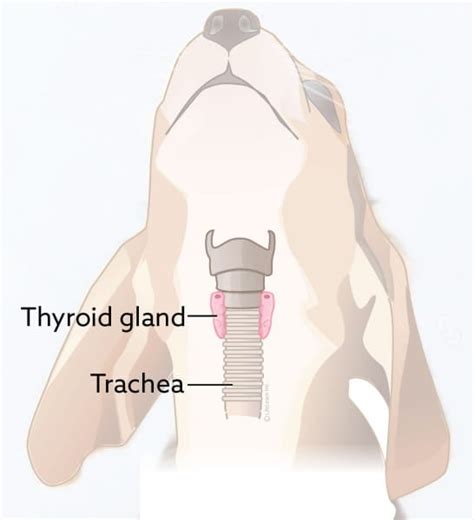 Thyroid Hormone Testing In Dogs Vca Animal Hospital