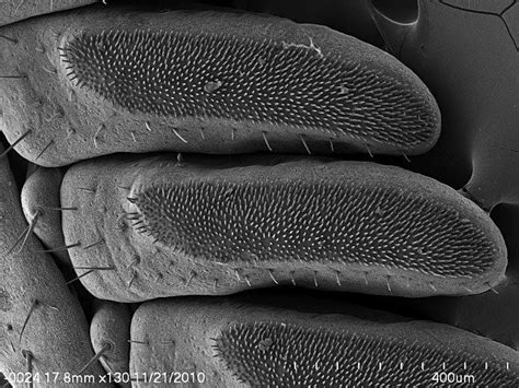 Volcanic Ash Under A Microscope Volcano