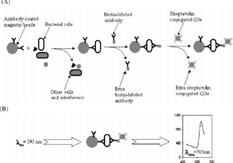 Figure 1 From Quantum Dots As Fluorescent Labels For Quantitative Detection Of Salmonella