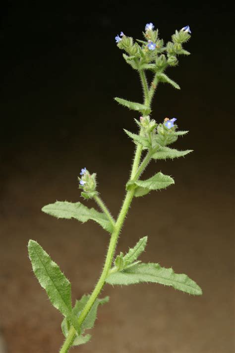 Anchusa Arvensis L M Bieb