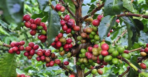 La Producción De Café En Colombia Cayó 10 En Los últimos 12 Meses
