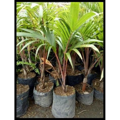 Jual Palem Botol Ukuran Kecil Shopee Indonesia