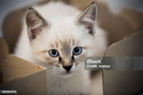 파란 눈을 가진 새끼 고양이의 초상화 골판지 상자에 작은 새끼 고양이 가르랑거림에 대한 스톡 사진 및 기타 이미지 가르랑거림 가축 갈고리 발톱 Istock