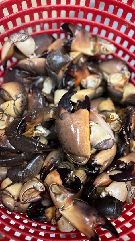 Florida Stone Crab Season 2025