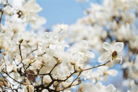Japanese Nature Photos, Download The BEST Free Japanese Nature Stock ...