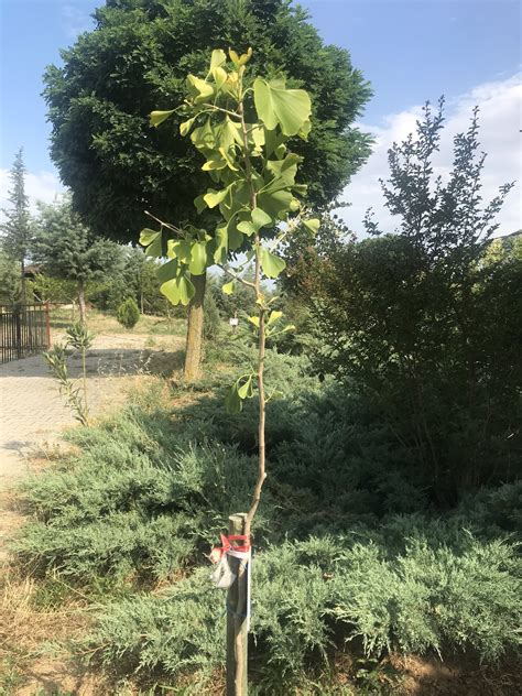 The Ginkgo Tweets On Twitter All About The Ginkgo On My Site Ginkgo Biloba The Ginkgo Pages