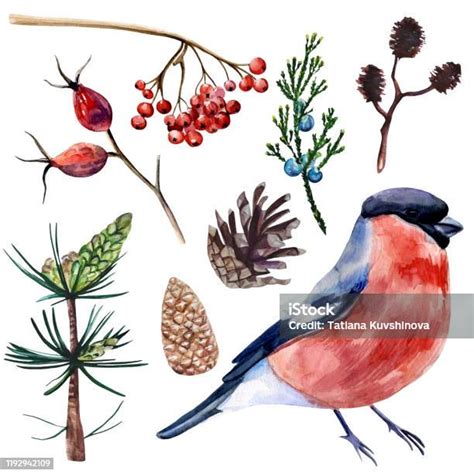 수채화 손은 흰색 배경에 불핀치 소나무 콘과 로완 주니퍼 로즈 엉덩이 소나무와 알더의 가지와 현실적인 세트를 그린 노간주나무에 대한 스톡 벡터 아트 및 기타 이미지 Istock