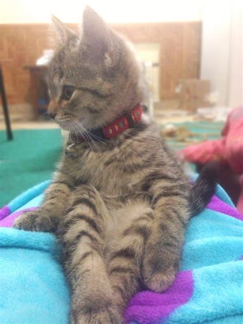 24 Hilarious Photos Of Cats Sitting Awkwardly Page 3 Of 3