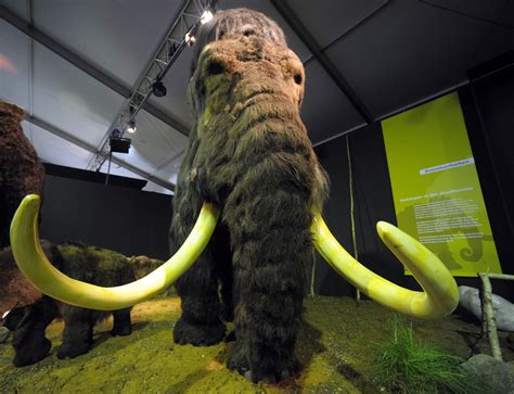 Woolly Mammoth Extinction Cause