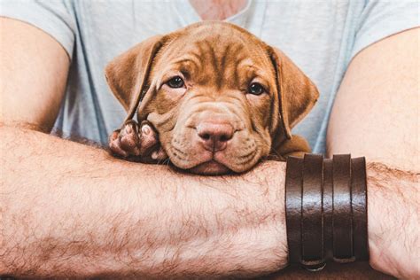 Why Pitbulls Should Not Be Banned