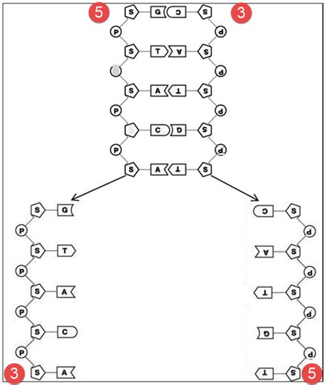 GB Unit DNA RNA And Cell Cycle Diagram Quizlet