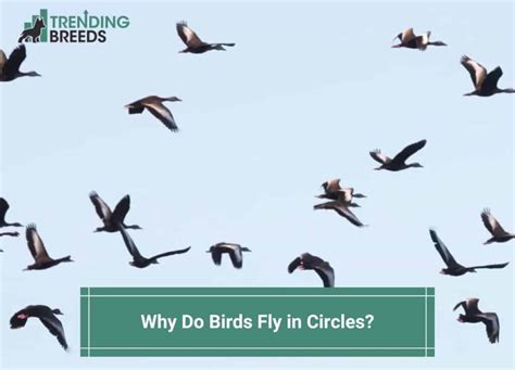Why Do Birds Fly In Circles Answers 2024