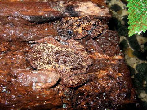 Protective Colouring Of Theloderma Gordoni Makes It Practically Unseen