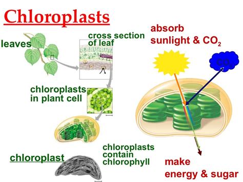 3 Cellular Basis Of Life