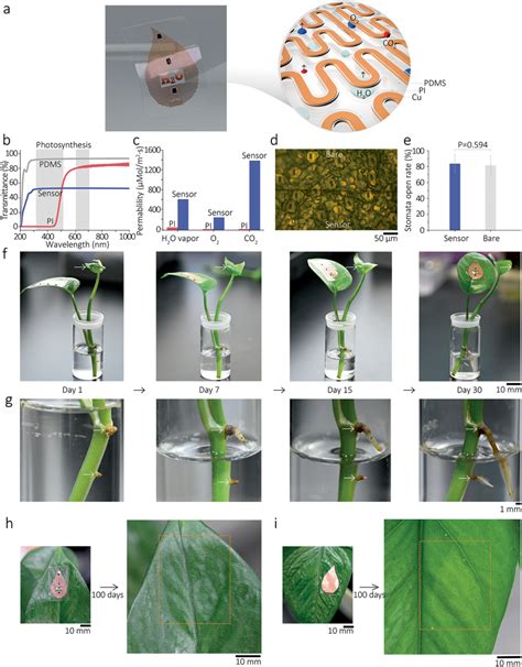 Biocompatibility Of The Plant‐wearable Sensor A Schematic
