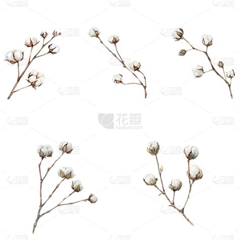 植物写实插画棉花元素素材组合合集
