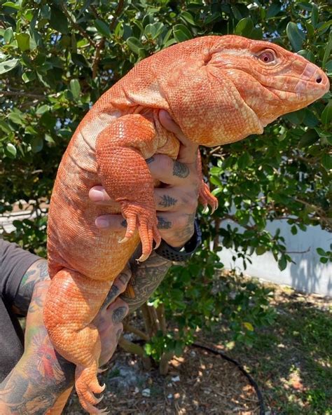 Ruby Red Albino 50 Poss Het Anery Tegu By Tropical Reptiles And Exotics Llc Cute Reptiles