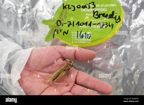 Israel Hargol Foodtech Is The World S First Commercial Grasshopper