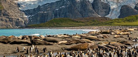 Antarctica South Georgia Falkland Islands Velle Representações