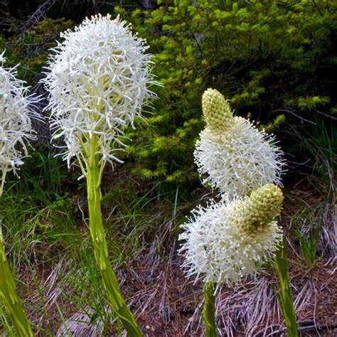 Bear Grass Ornamental Grass Seeds Xerophyllum Tenax 50seeds Etsy