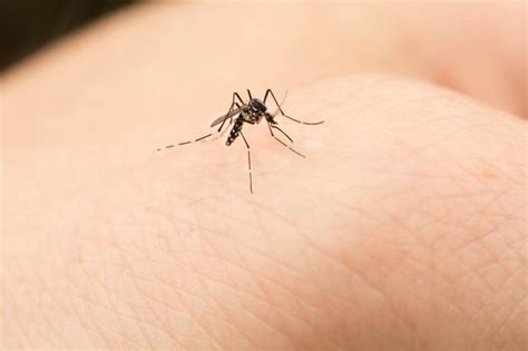 More Americans Are Getting Sick From Bug Bites