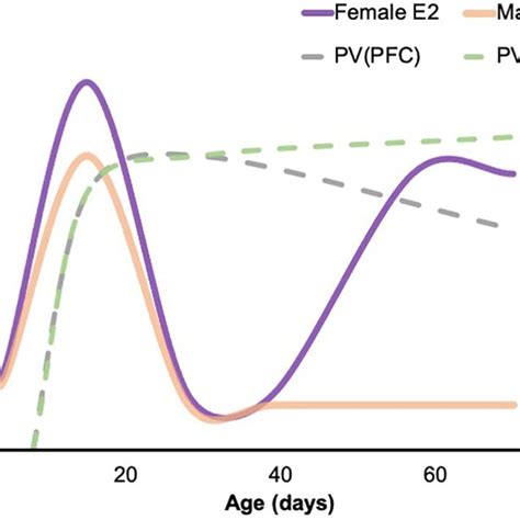 Developmental Trajectories Of Estradiol And Pv A Summary Of The