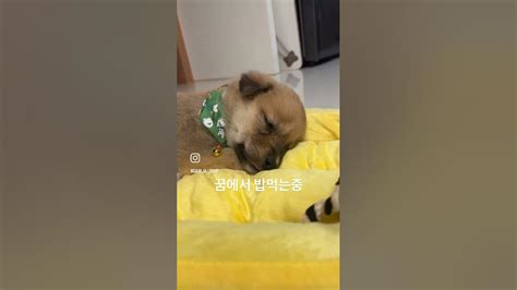 꿈에서 밥먹는 강아지 Youtube