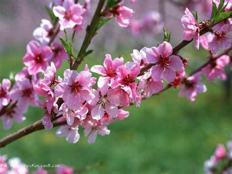 春 word文档在线阅读与下载 无忧文档