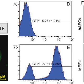 Mouse ESCs Cultured On HAECs And MEFs After Days A The Structure Of Download Scientific