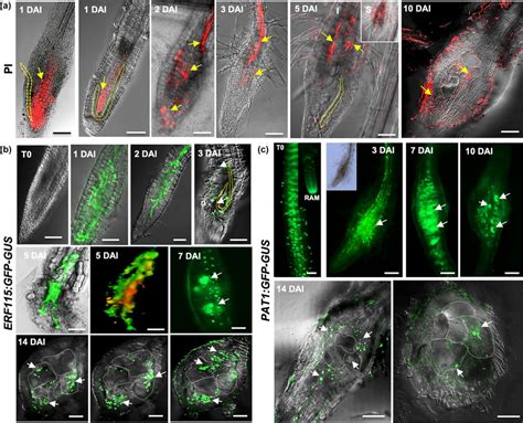 Confocal Optical Sections Of Propidium Iodide‐labelled Download Scientific Diagram