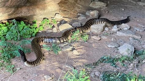 Black Headed Python Spotted At Wooleen Station 400km Away From Usual