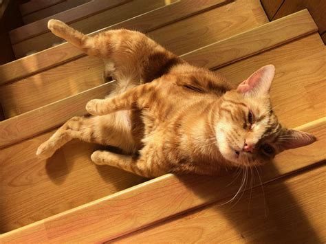 Silly Ginger Almost Got Stepped On R Cats