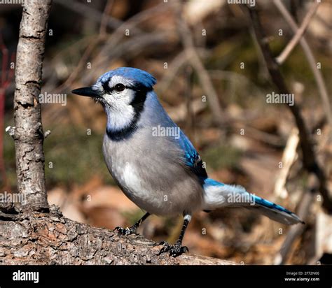 What Is A Blue Jay Habitat At Myrna Korth Blog