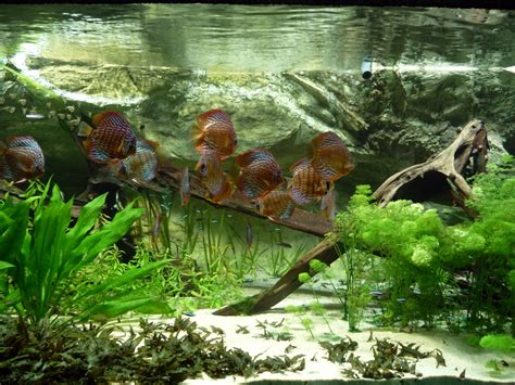 Qu est ce qu un aquarium biotope Découverte de l écosystème Zone
