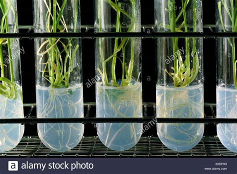 Micropropagation Stock Photos Micropropagation Stock Images Alamy