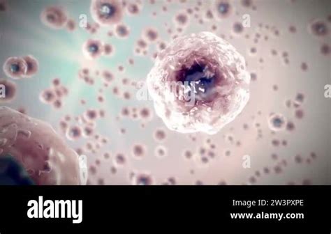 Endoplasmic Reticulum Micrograph Stock Videos And Footage Hd And 4k