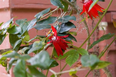 Closeup Of Red Tropical Passiflora Coccinea Flowers With Green Leaves