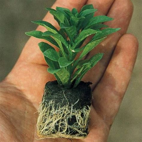 Fuchsia Giant Trailing Collection Foliage Plants Purple Plants Plants