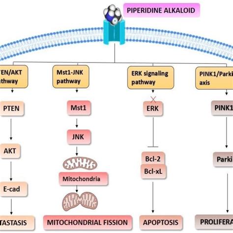 Overview Of Cis And Trans Piperidine Alkaloids Biosynthesis Solid