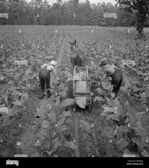 Sharecropping Pictures