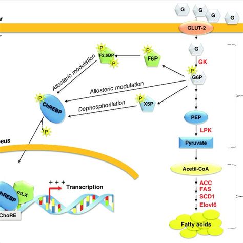 Glucose Dependent Regulation Of Glycolytic And Lipogenic Genes In