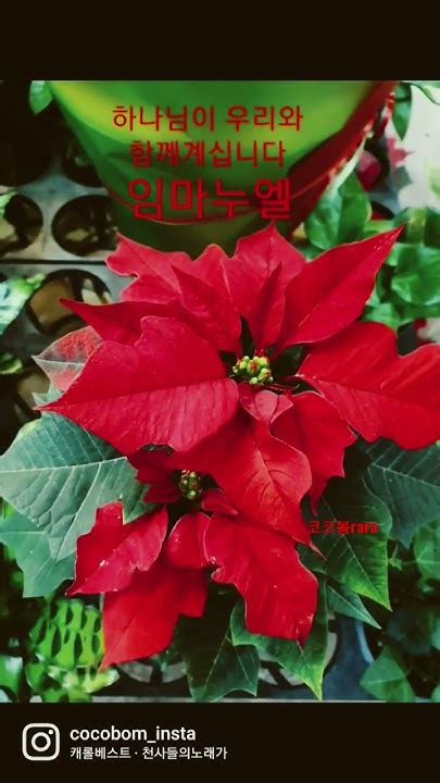 21 아들을 낳으리니 이름을 예수라 하라 이는 그가 자기 백성을 저희 죄에서 구원할 자이심이라 하니라마태복음 1 21 Youtube