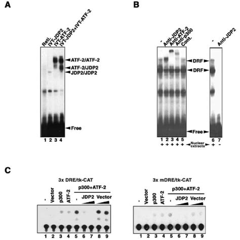 Repression Of Ra Mediated Transcription Of The C Jun Gene By Jdp2 A Download Scientific