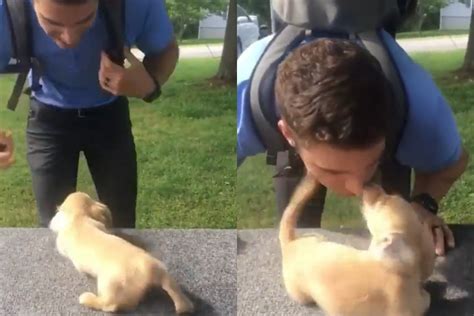 Pup Is Super Happy And Excited When Her Dad Comes Home From Work