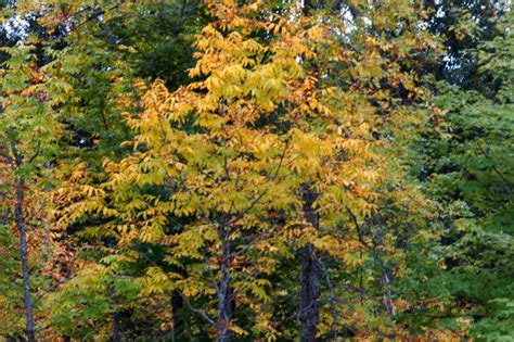 Northland Nature Shelf Fungi Grow Among Falling Foliage Duluth News