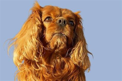 4 Beautiful Colors Of Cavalier King Charles Spaniels I Love