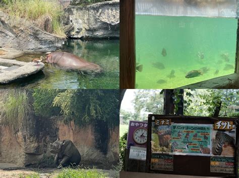 天王寺動物園｜大阪親子遊推薦，不同視角看企鵝、海獅 美食探測咦