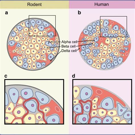 Schematic Representation Of The Structure A B And Vasculature C D