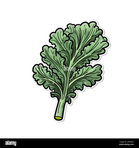 Kale Kale Hand Drawn Illustration Vector Doodle Style Cartoon