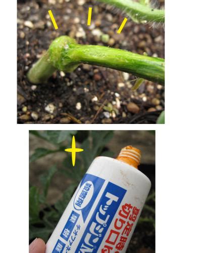 つる枯れ病対策 スイカ 品種不明